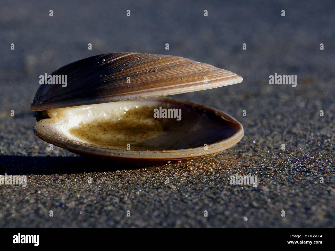 Molluscs in coastal areas hi-res stock photography and images - Alamy