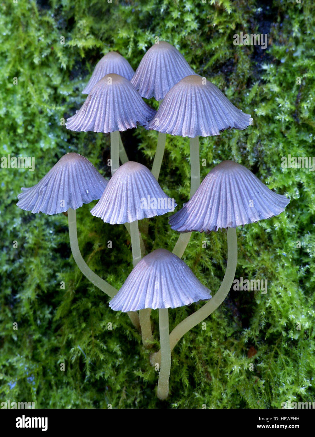 Blue fungi of the Coprinus genus are commonly found in decaying organic ...
