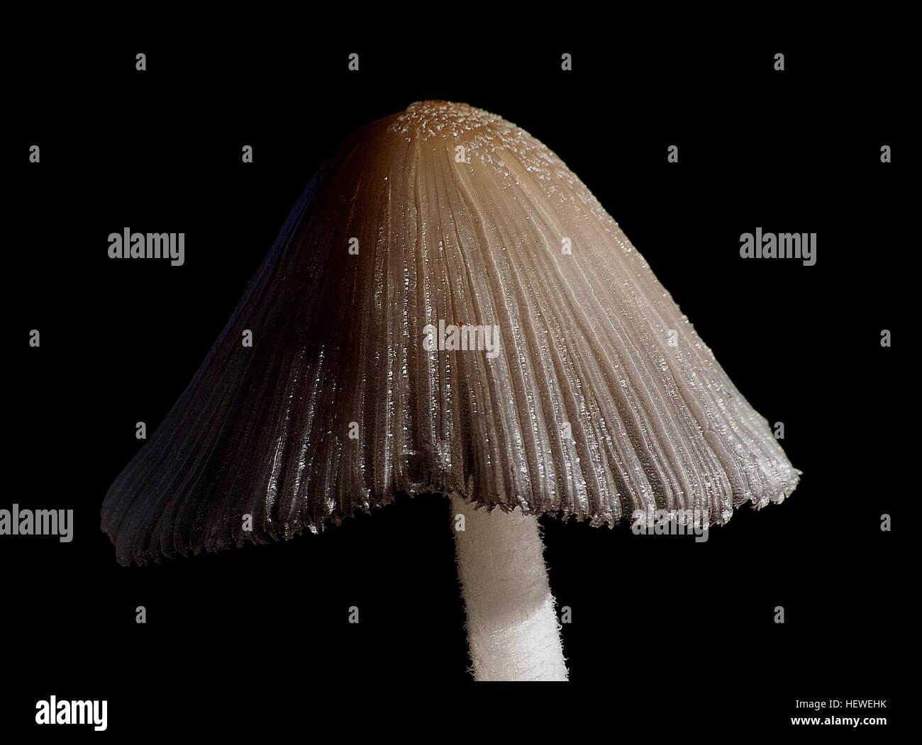 Psathyrellaceae family hi-res stock photography and images - Alamy