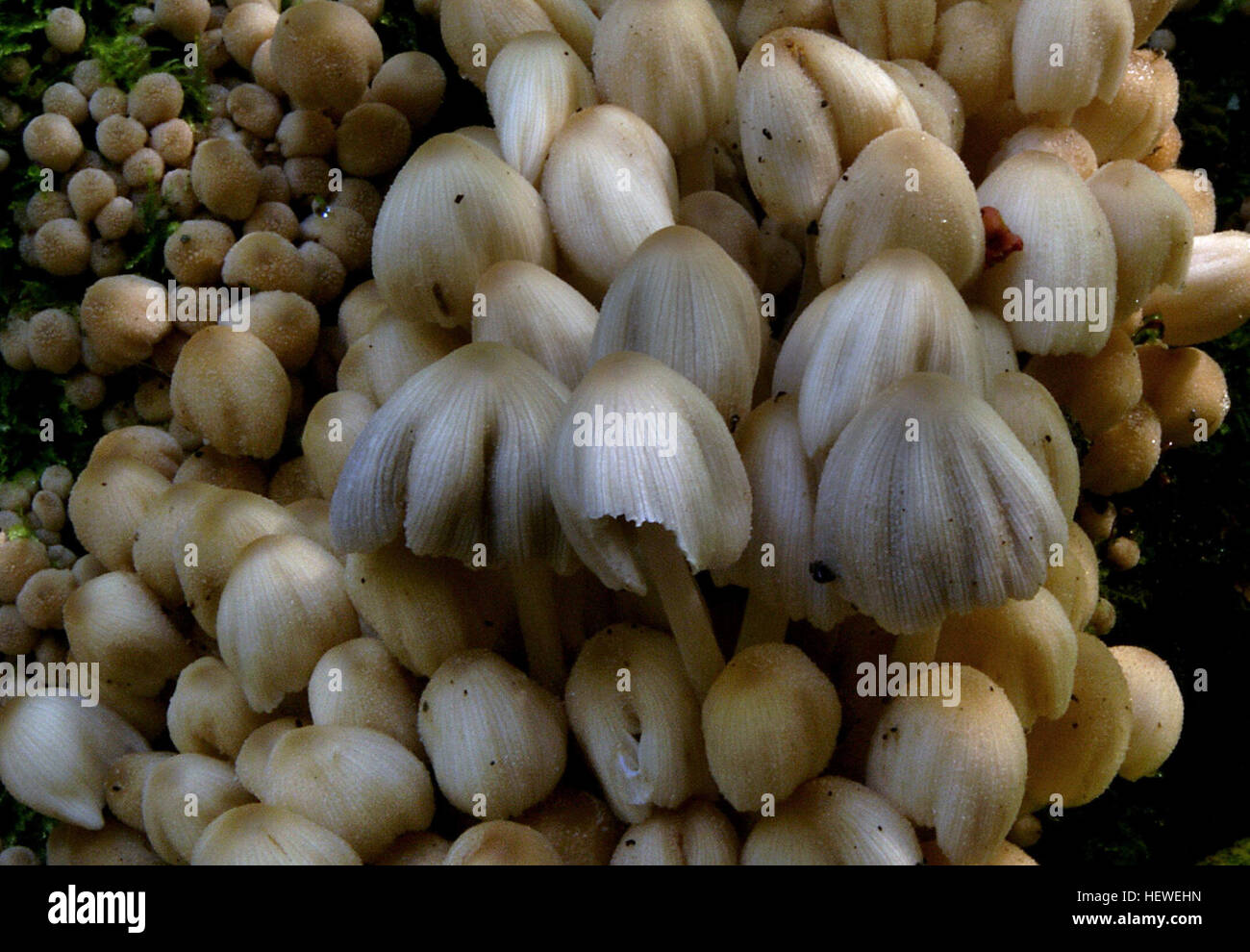 ication (,),Coprinus,Cream coloured Fungi,Forrest Floor,Nature,fungi ...