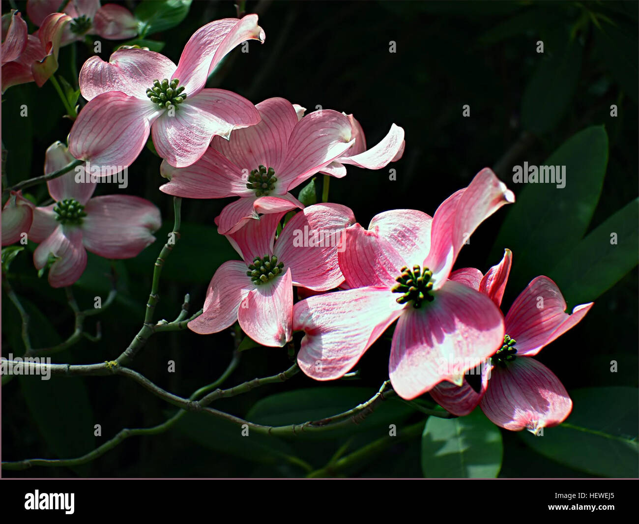 Cornus, commonly known as Dogwood, is a genus of flowering plants with ...
