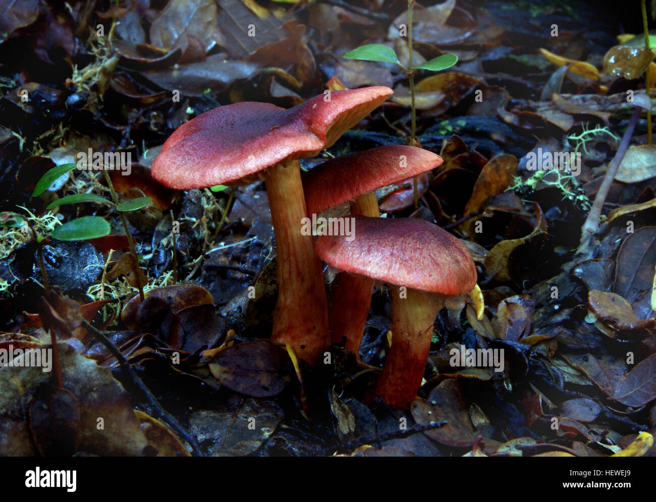 Cortinarius semisanguineus hi-res stock photography and images - Alamy