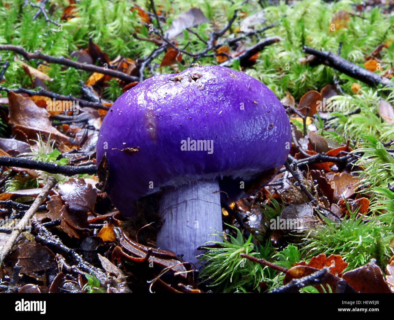 Cortinarius porphyroideus, also known as Violet Pouch Fungus, is found ...