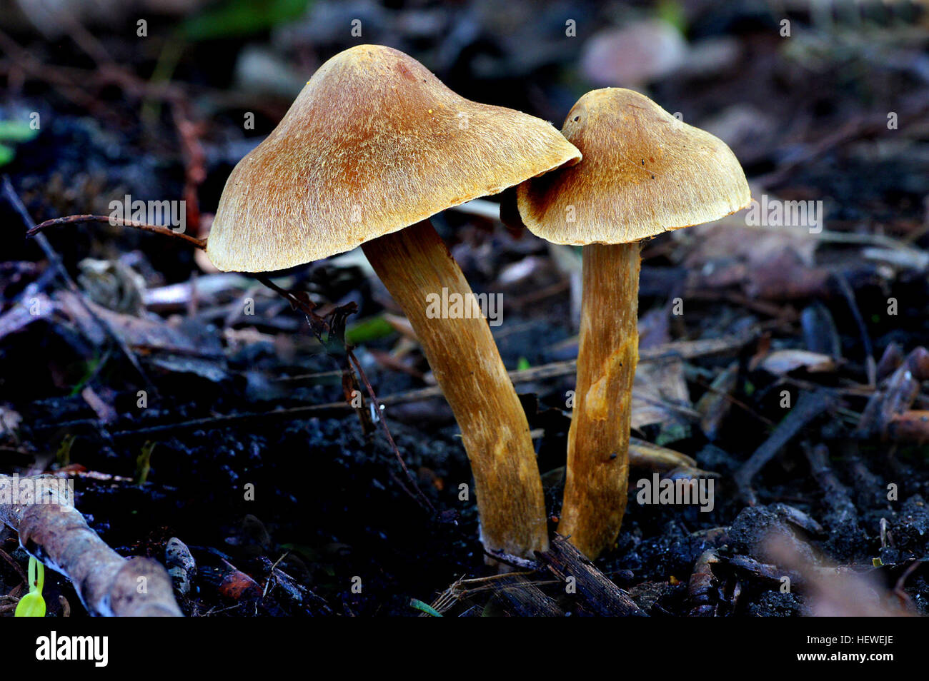 Cortinarius is a genus of mushrooms known for its large family, many of ...