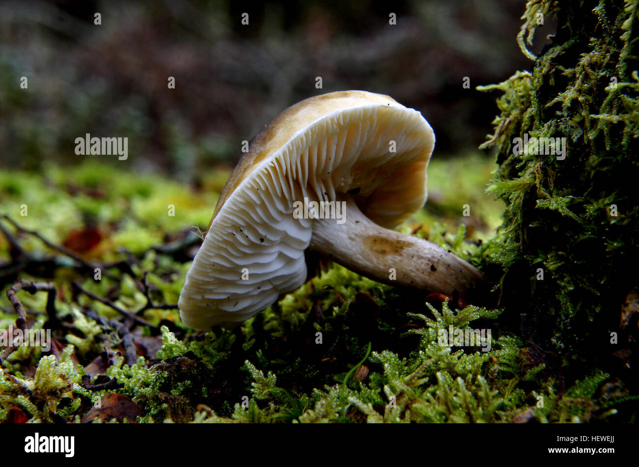 Cortinarius genus hi-res stock photography and images - Alamy