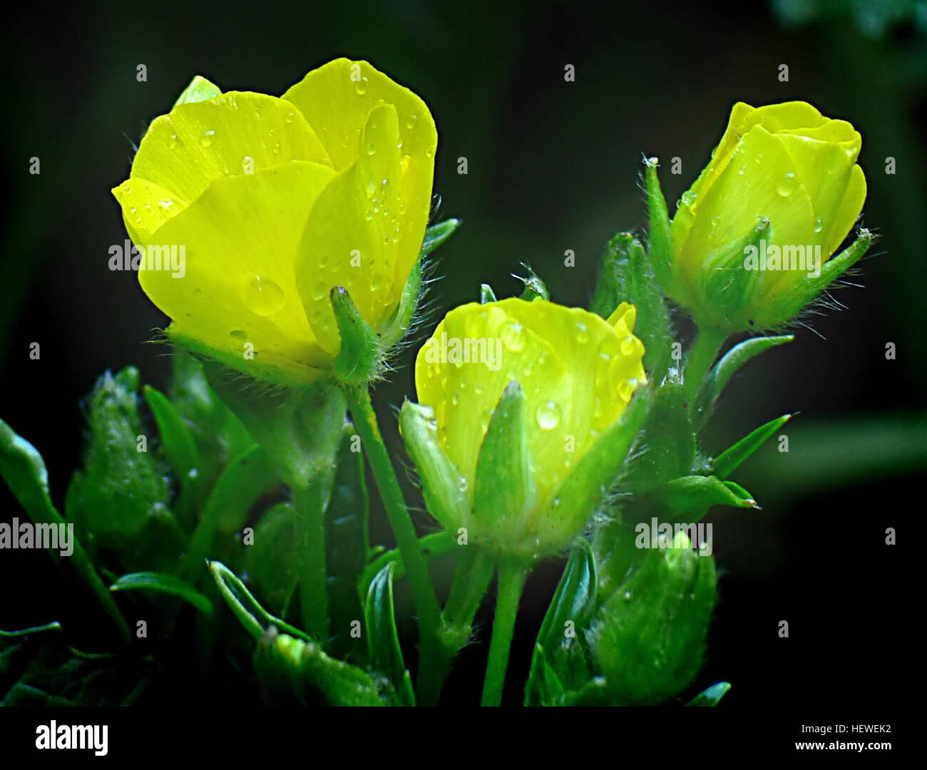 Crambe cordifolia hi-res stock photography and images - Alamy