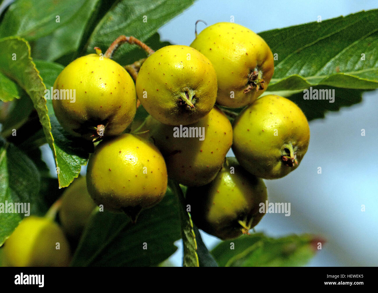 Crataegus mexicana, also known as Mexican hawthorn or tejocote, is a ...