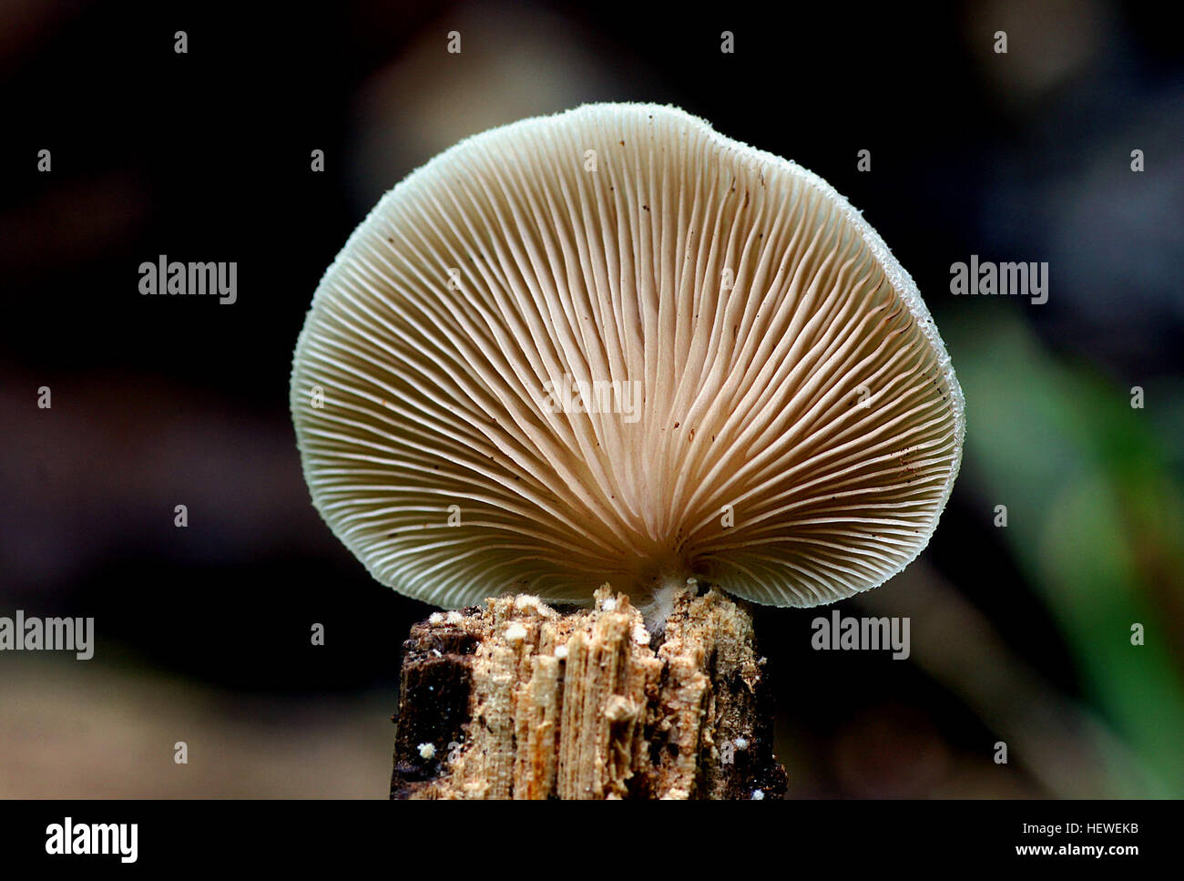 Crepidotus versutus, or the evasive agaric, is a fungus species in the ...