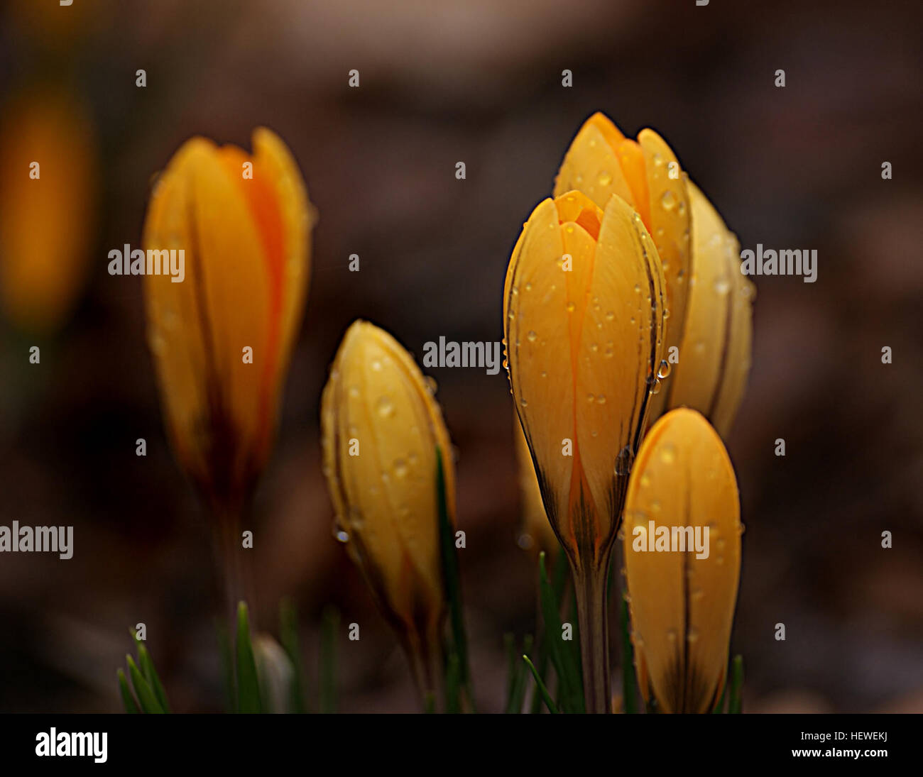 Crocus flowers are early spring bloomers, recognized for their vibrant ...