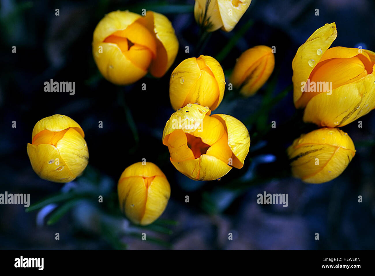 First flower after winter hi-res stock photography and images - Alamy