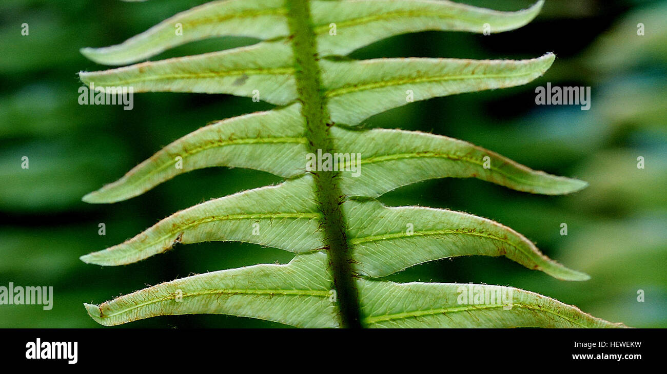 Blechnum discolor, or Crown Fern, is a New Zealand native fern known ...