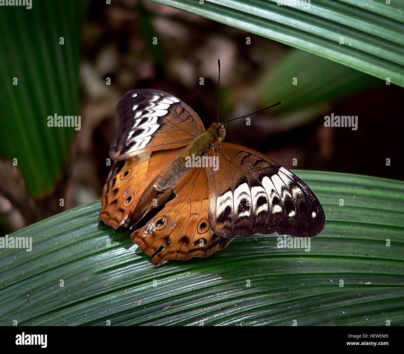 Butterfly house at melbourne zoo hi-res stock photography and images ...