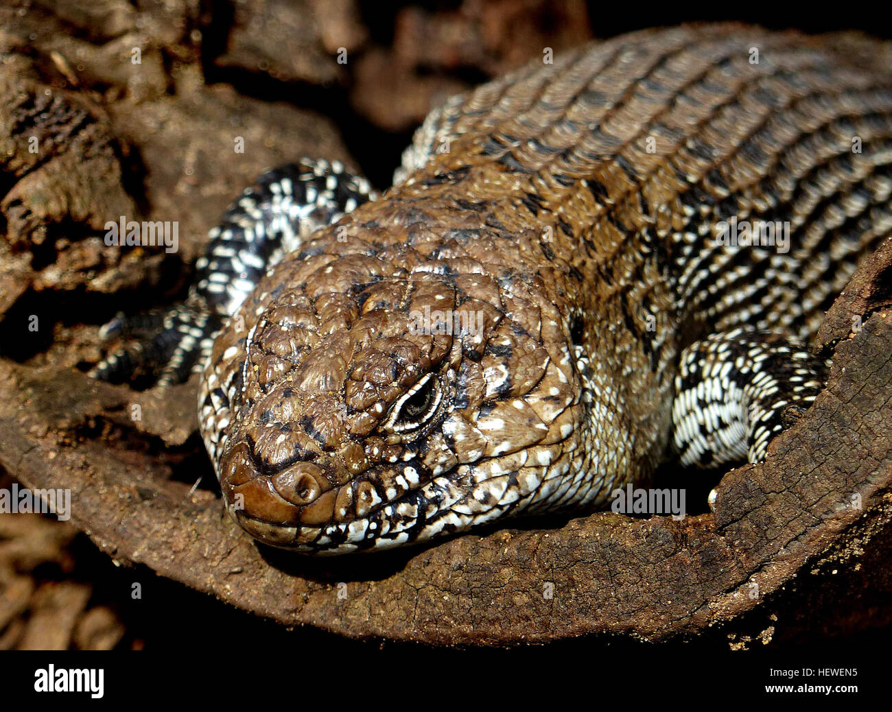 Cunningham's skink (Egernia cunninghami) is a large, prickly lizard ...
