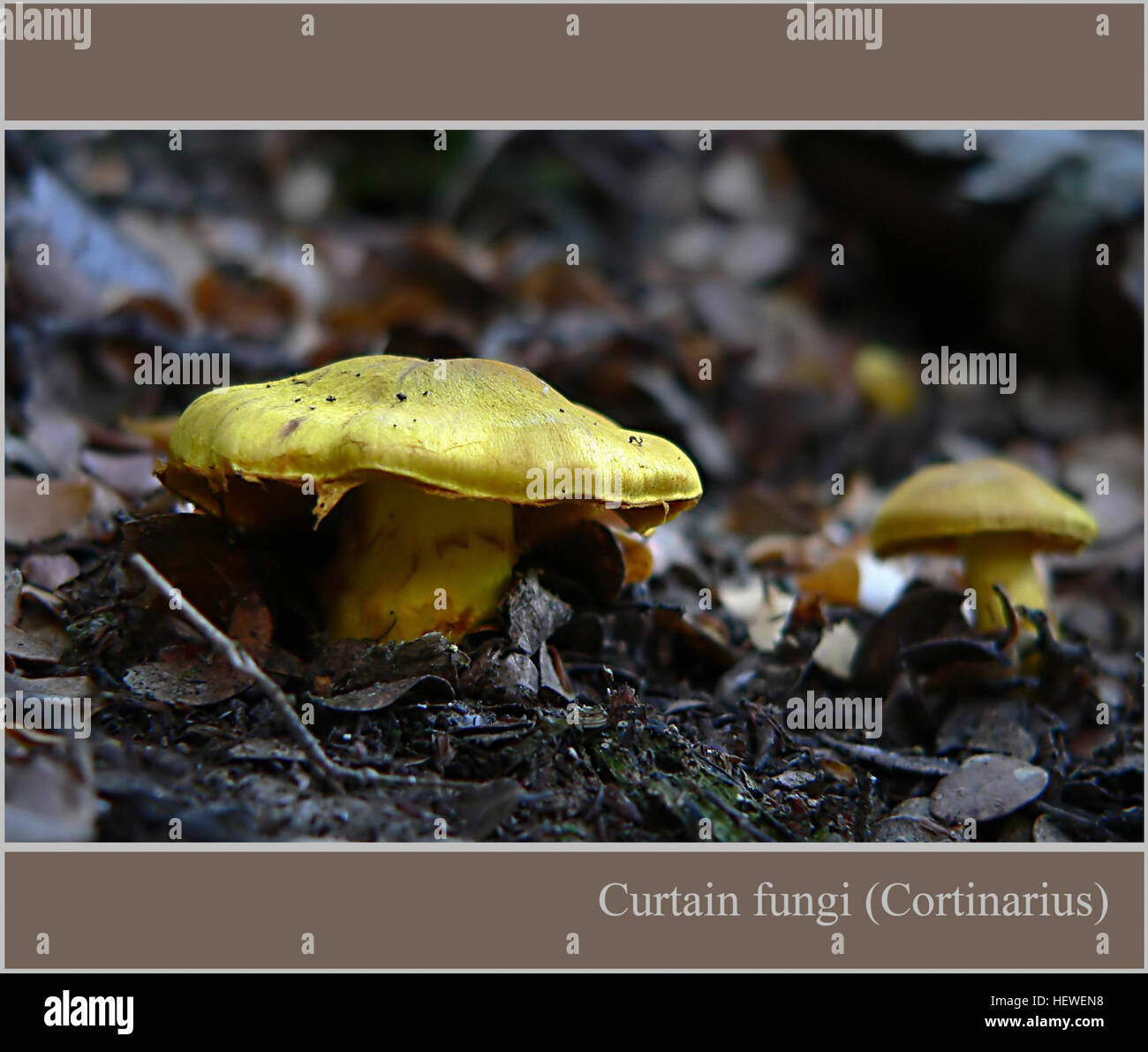 Images of various fungi species found at Curtin University, showcasing ...