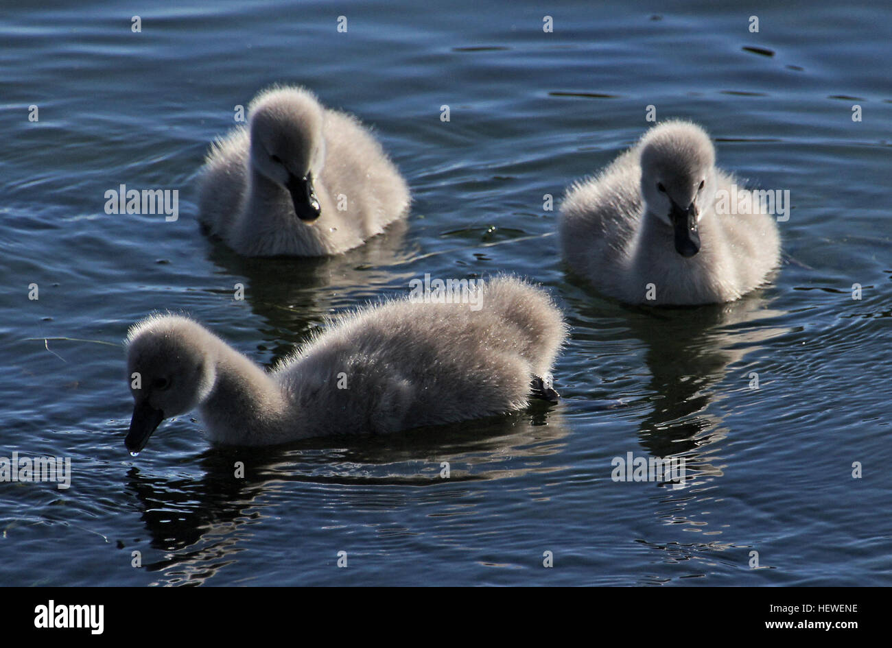 Baby swans, or cygnets, are adorable young birds known for their fluffy ...