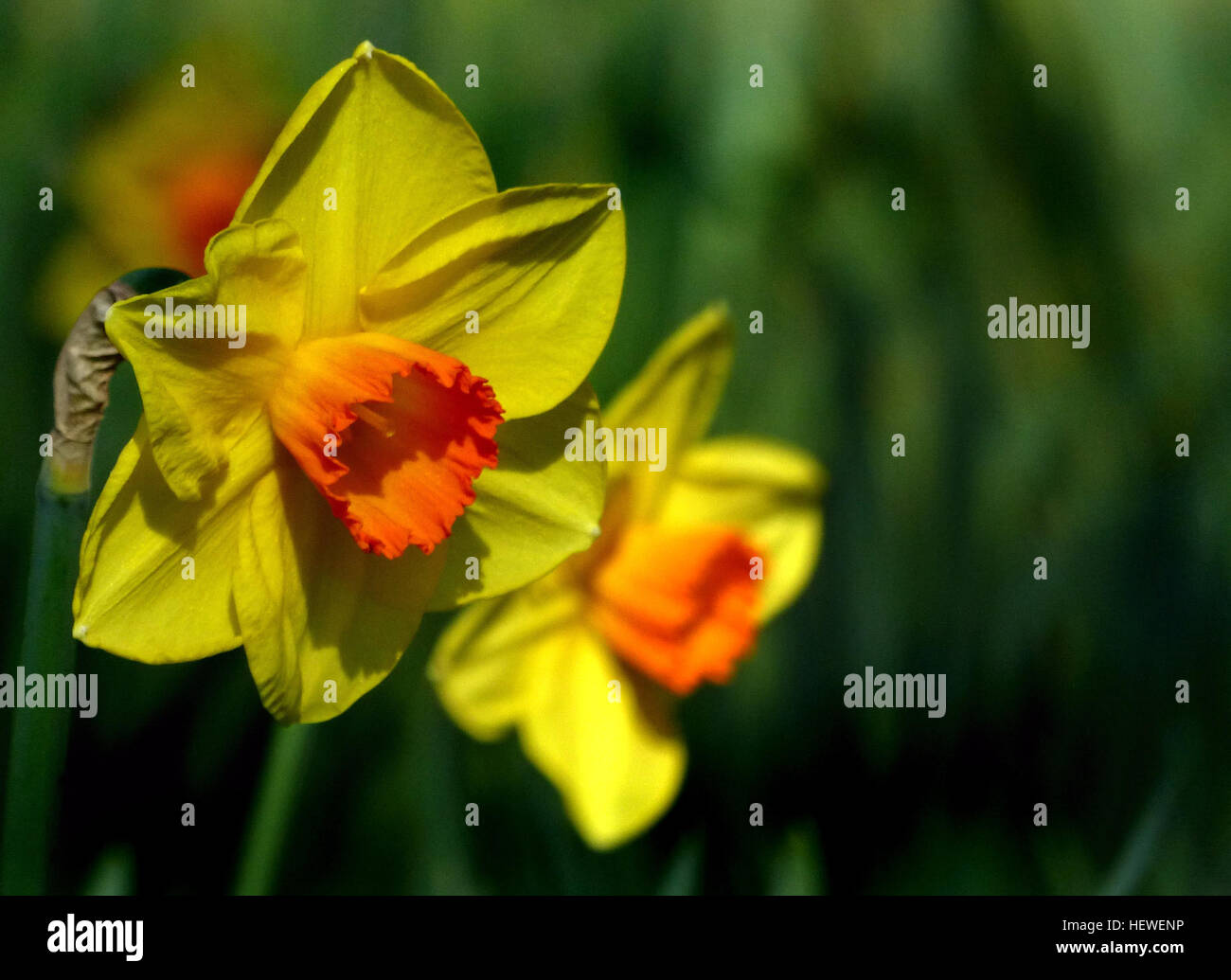 Daffodils are popular flowers known for their vibrant colors and ...