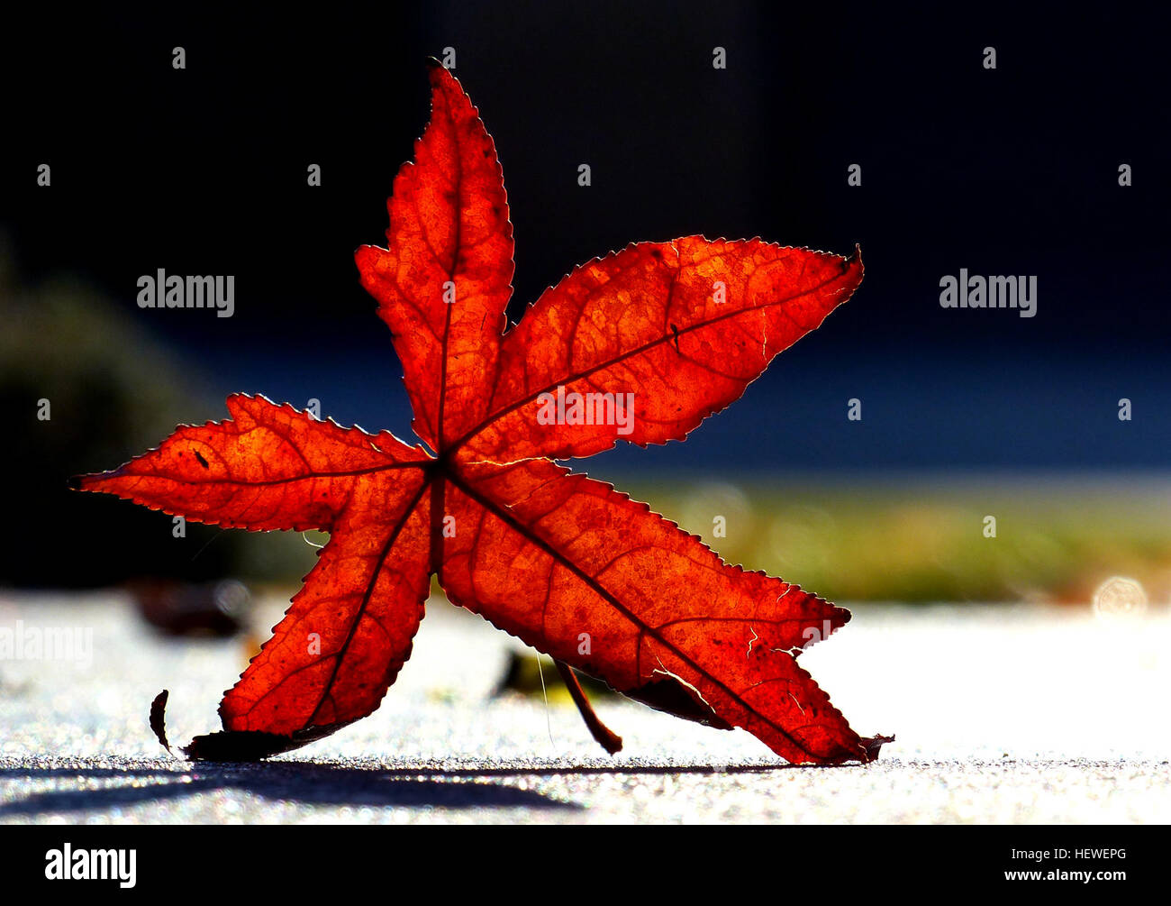Autumn leaf color change is a natural process where deciduous trees and ...