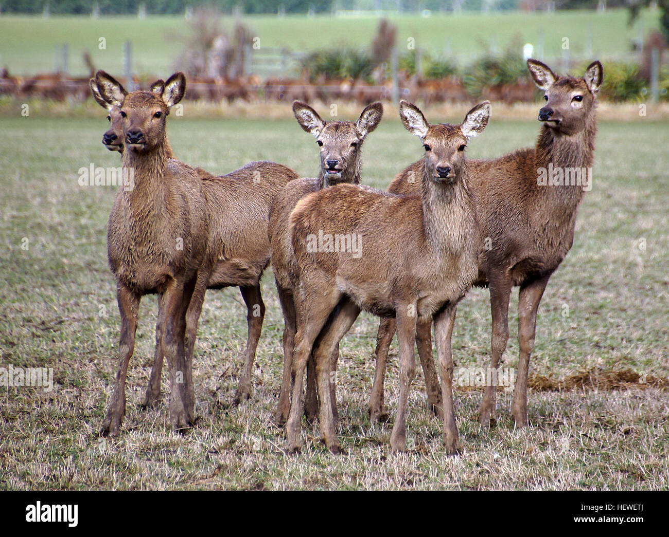 Deer farming in New Zealand focuses on breeding and raising deer for ...