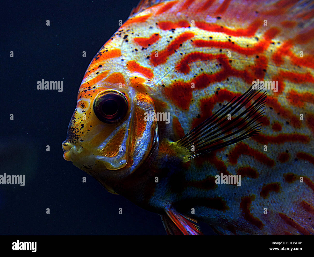 The discus fish, often referred to as the 'King of the Aquarium,' is ...
