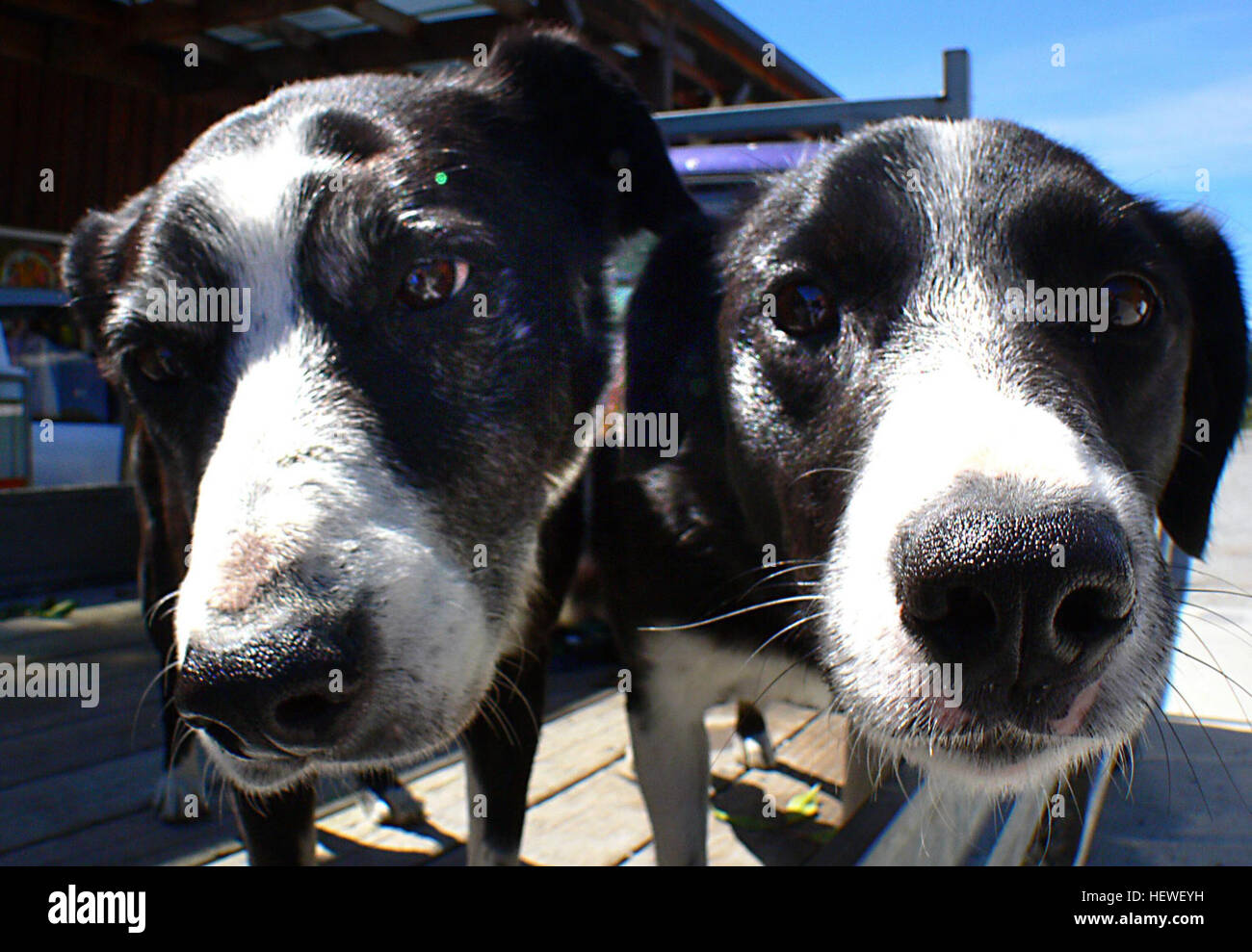 Sheep dogs and handlers hi-res stock photography and images - Alamy
