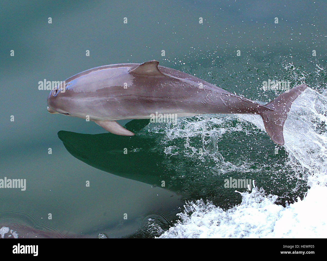 Dolphins, including the bottlenose species, are highly intelligent ...
