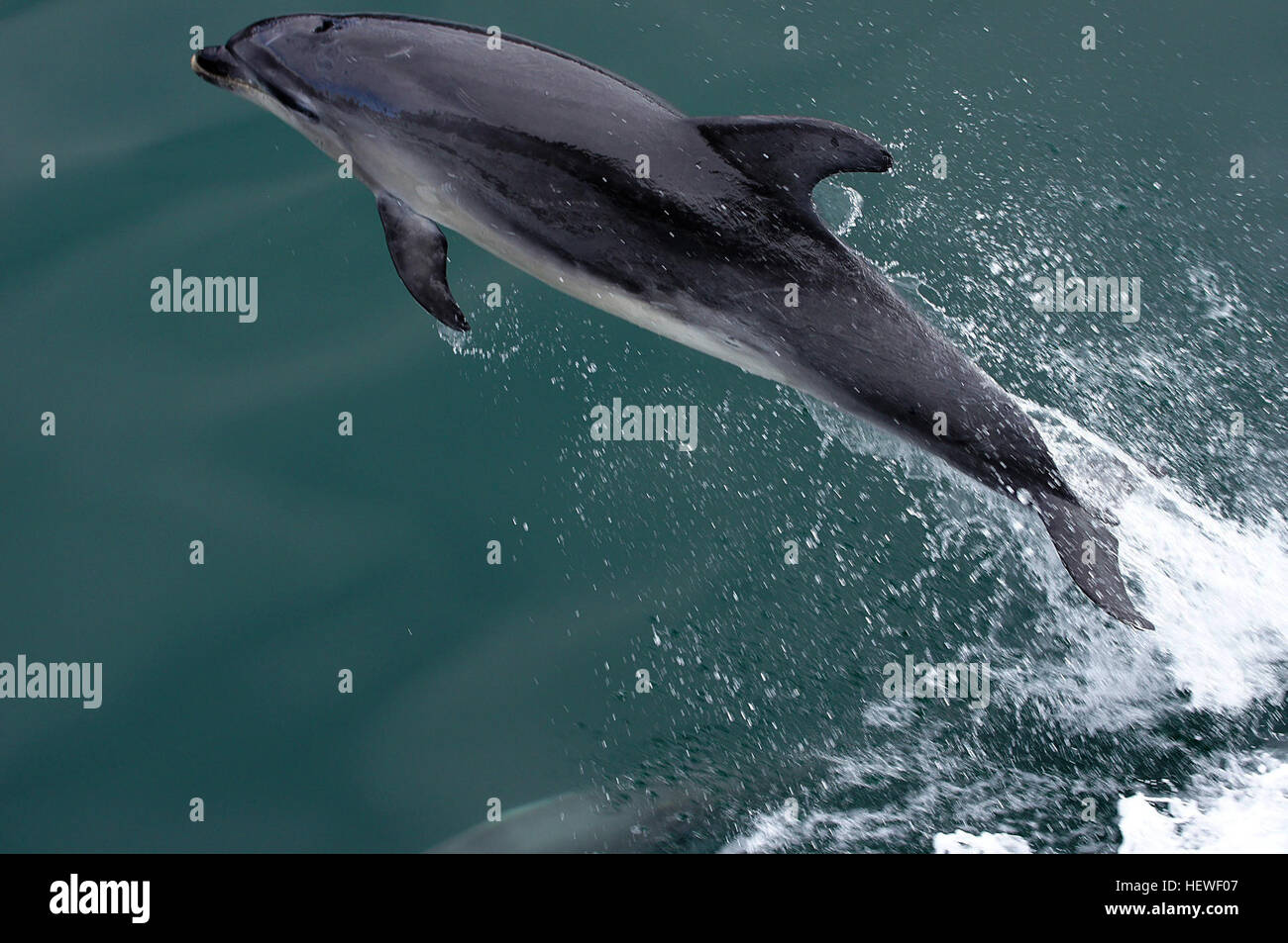 Dolphins, marine mammals related to whales and porpoises, include ...