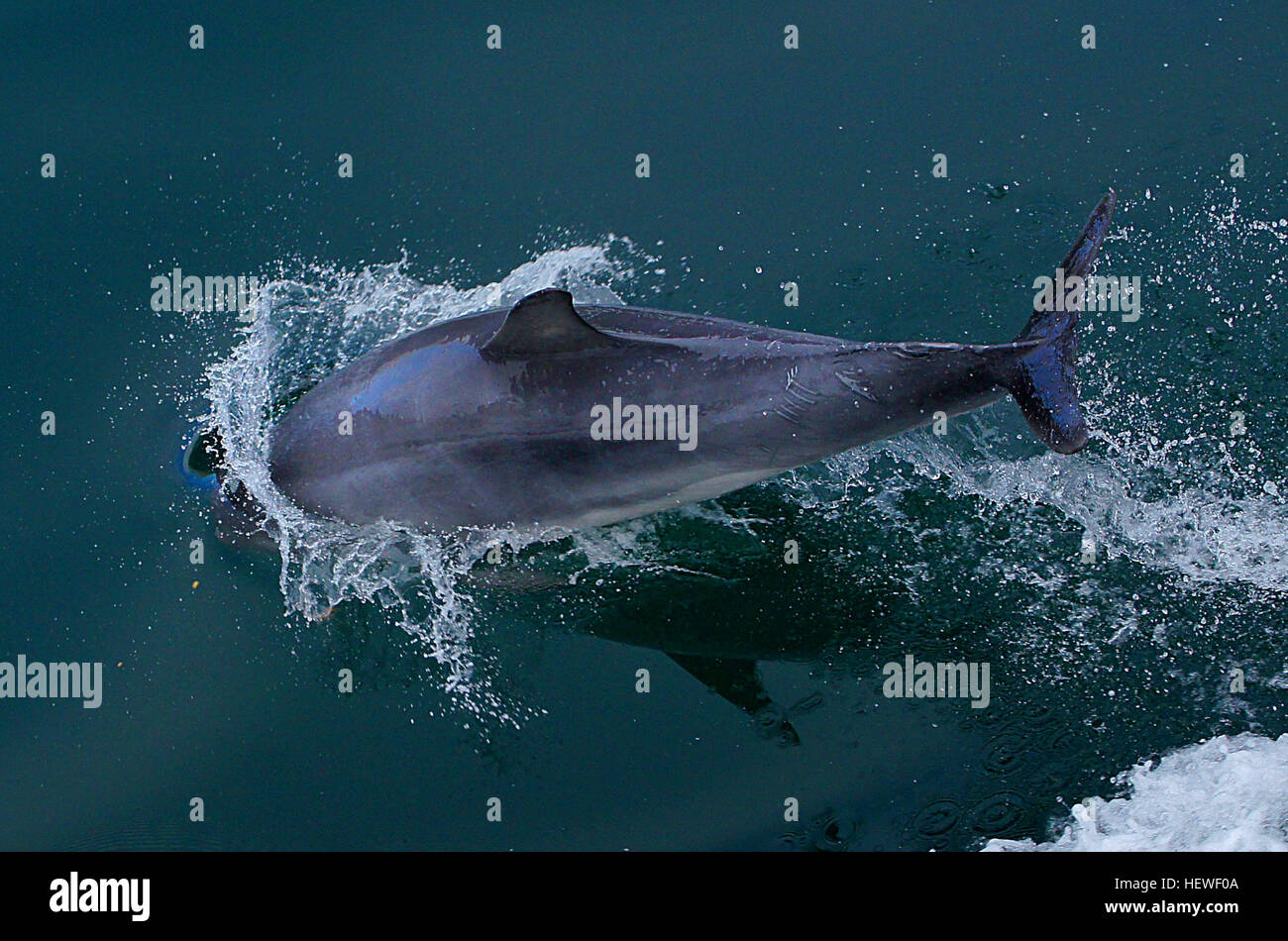 Dolphins playing in waves hi-res stock photography and images - Alamy