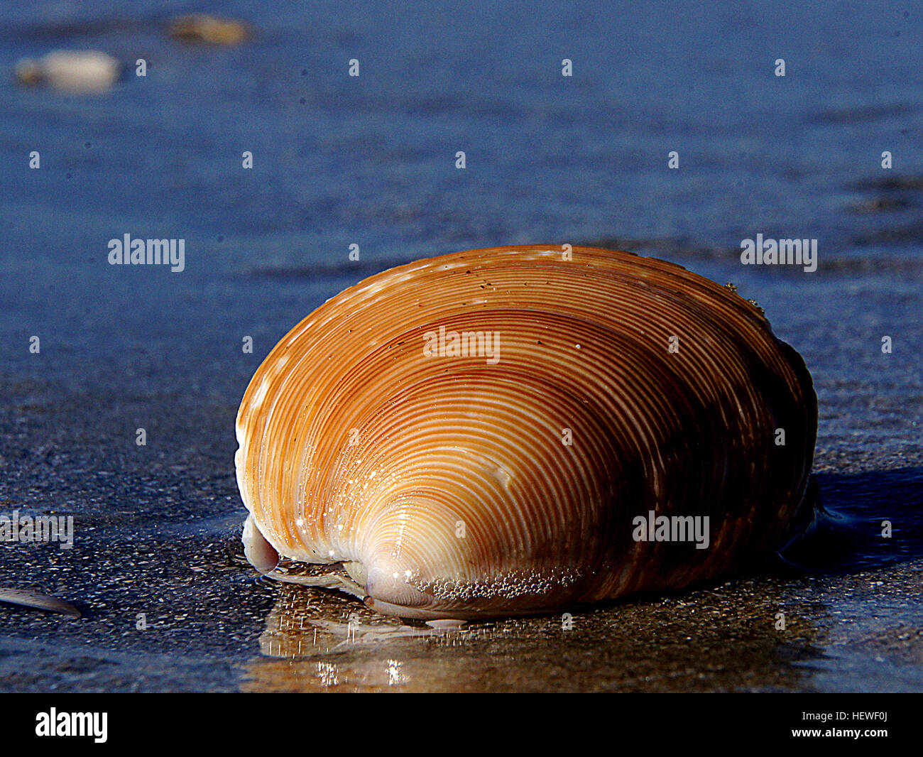 Disc shaped shells hi-res stock photography and images - Alamy
