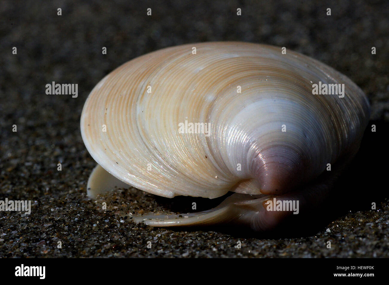 This is a shellfish with venus shell, up to 3½ in. thick, flattened ...