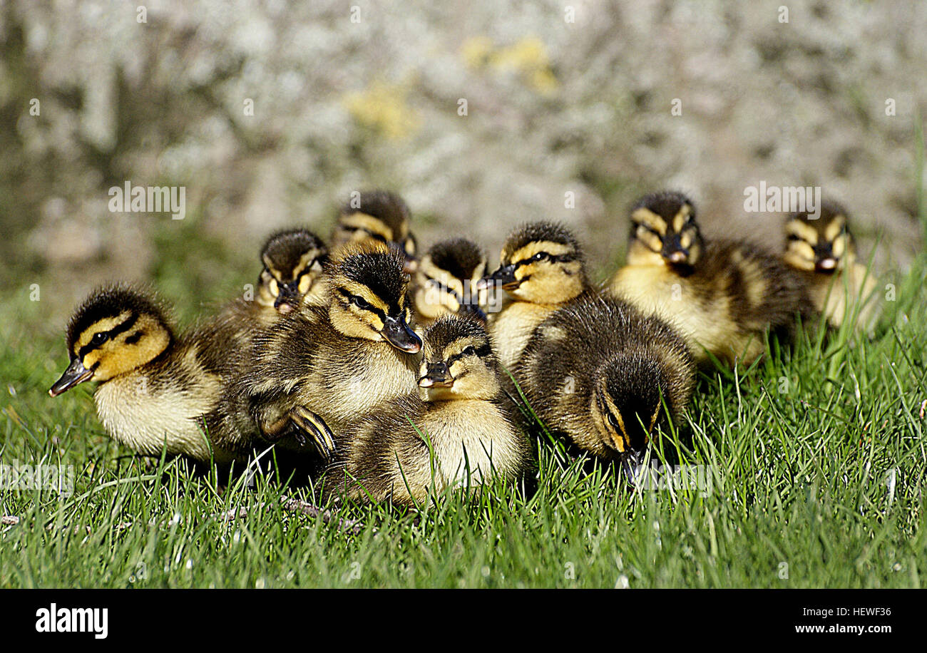 A fluffy baby duckling, one of nature’s most adorable creatures, is ...