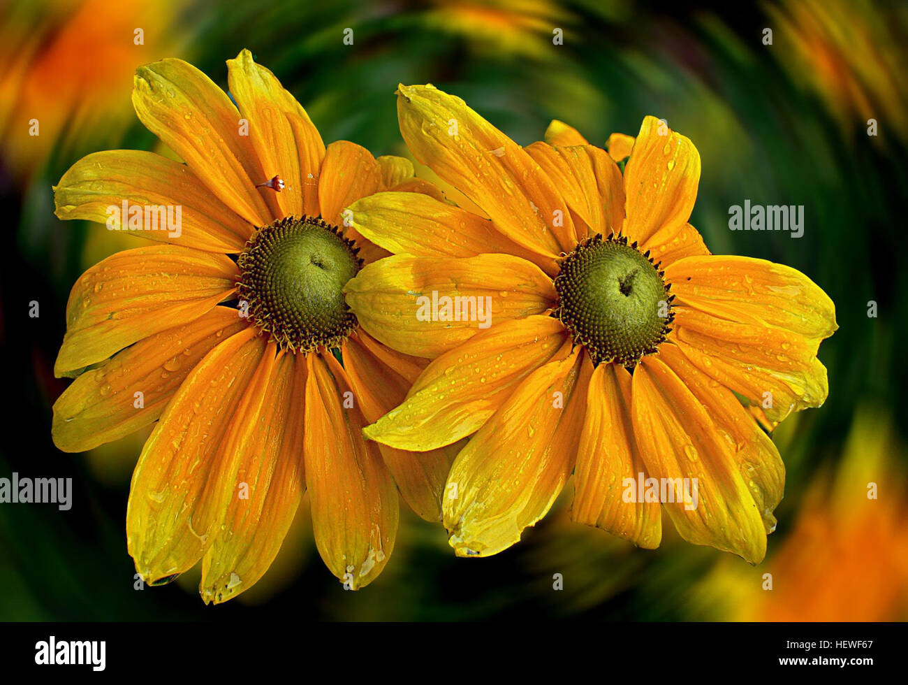 A close-up photograph of a cone flower (Echinacea), highlighting the ...