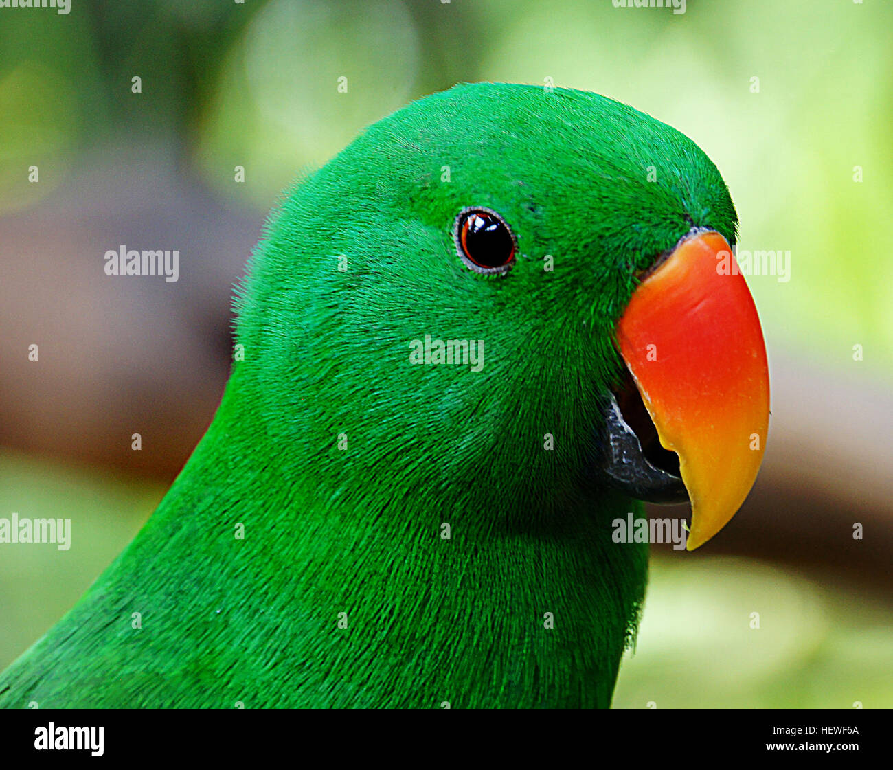 Eclectus parrot solomon islands hi-res stock photography and images - Alamy