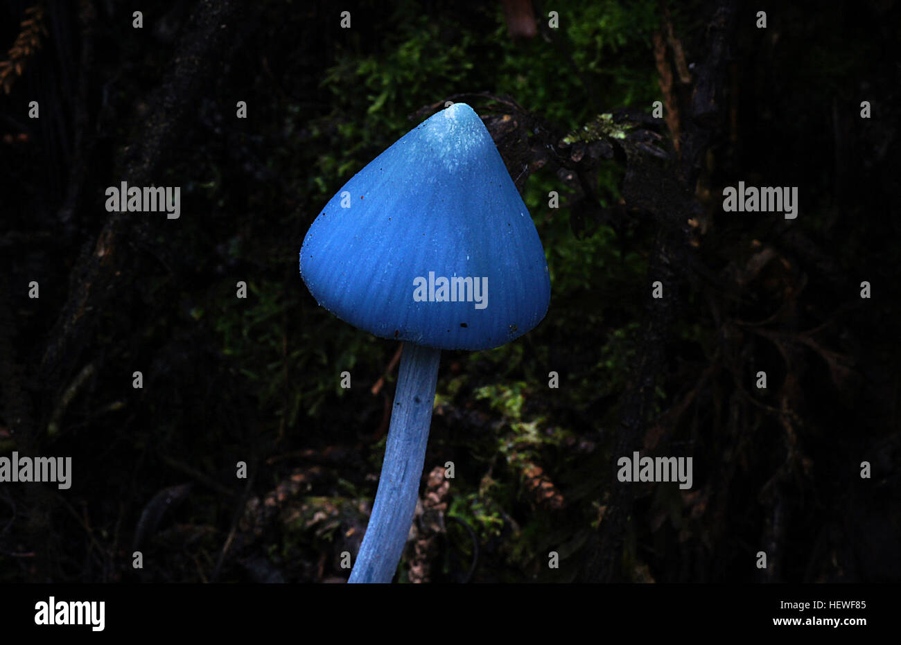 Entoloma hochstetteri known blue hi-res stock photography and images ...