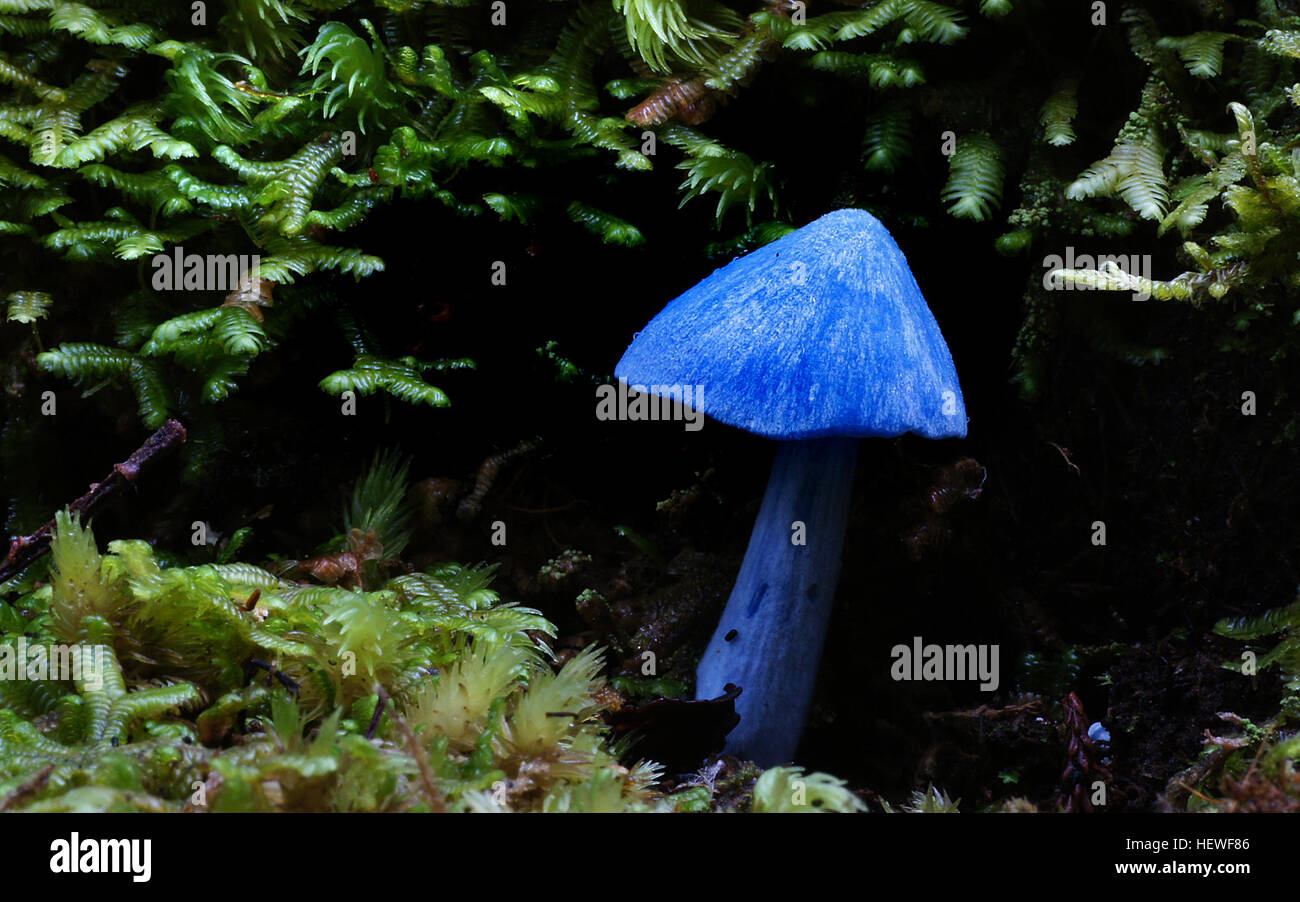 Entoloma Hochstetteri, a rare blue mushroom native to New Zealand, is ...