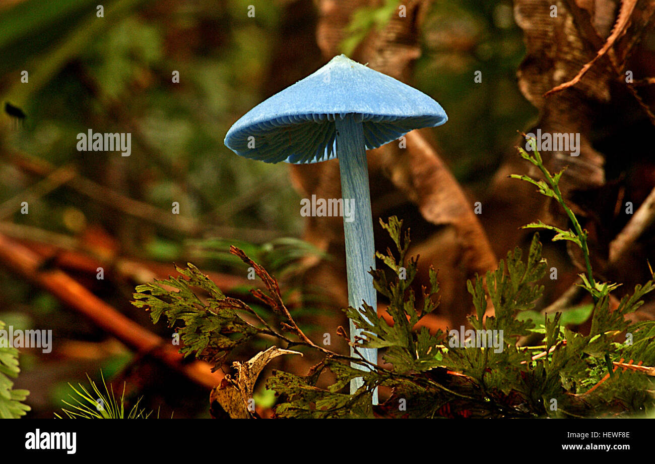 Entoloma hochstetteri, a small blue mushroom found in New Zealand and ...