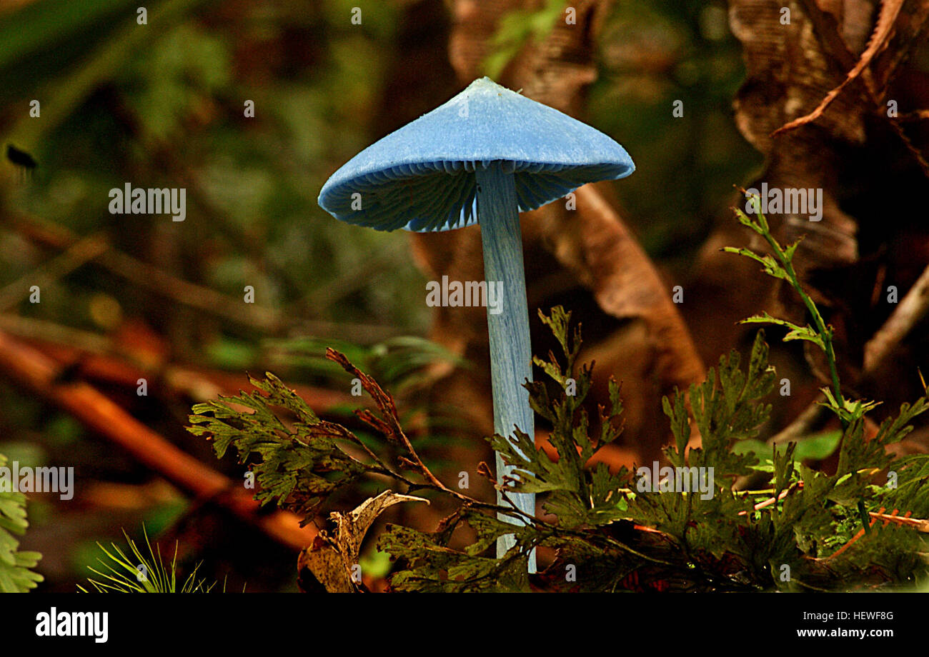 Species typically grows hi-res stock photography and images - Alamy