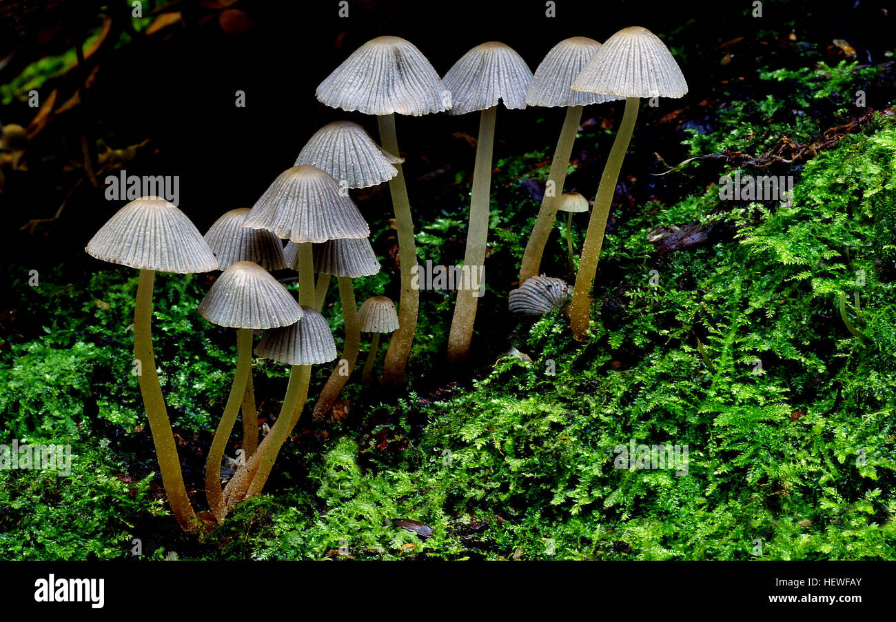 Forms dense clusters hi-res stock photography and images - Alamy