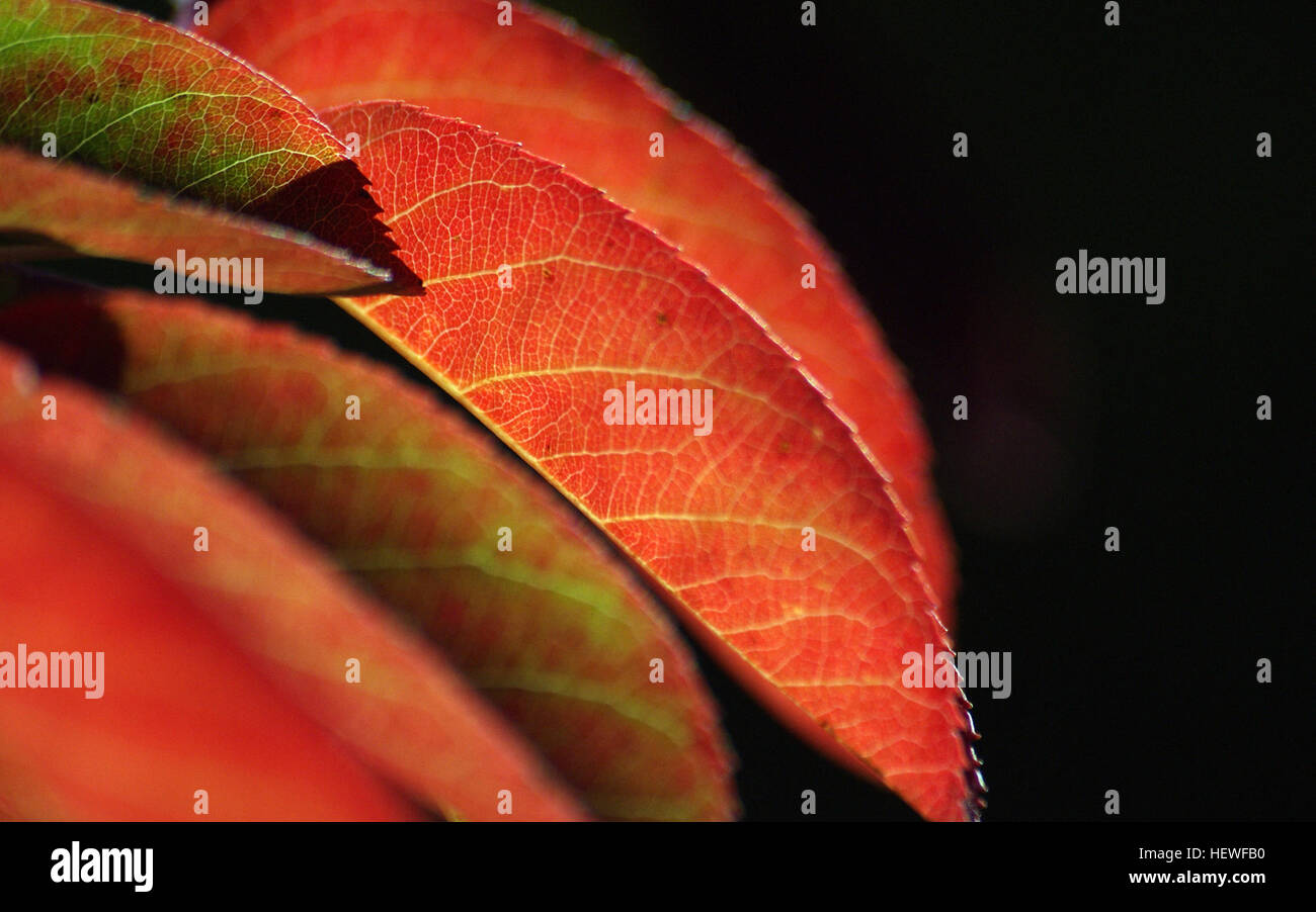 Yellow leaves fall from trees hi-res stock photography and images - Alamy