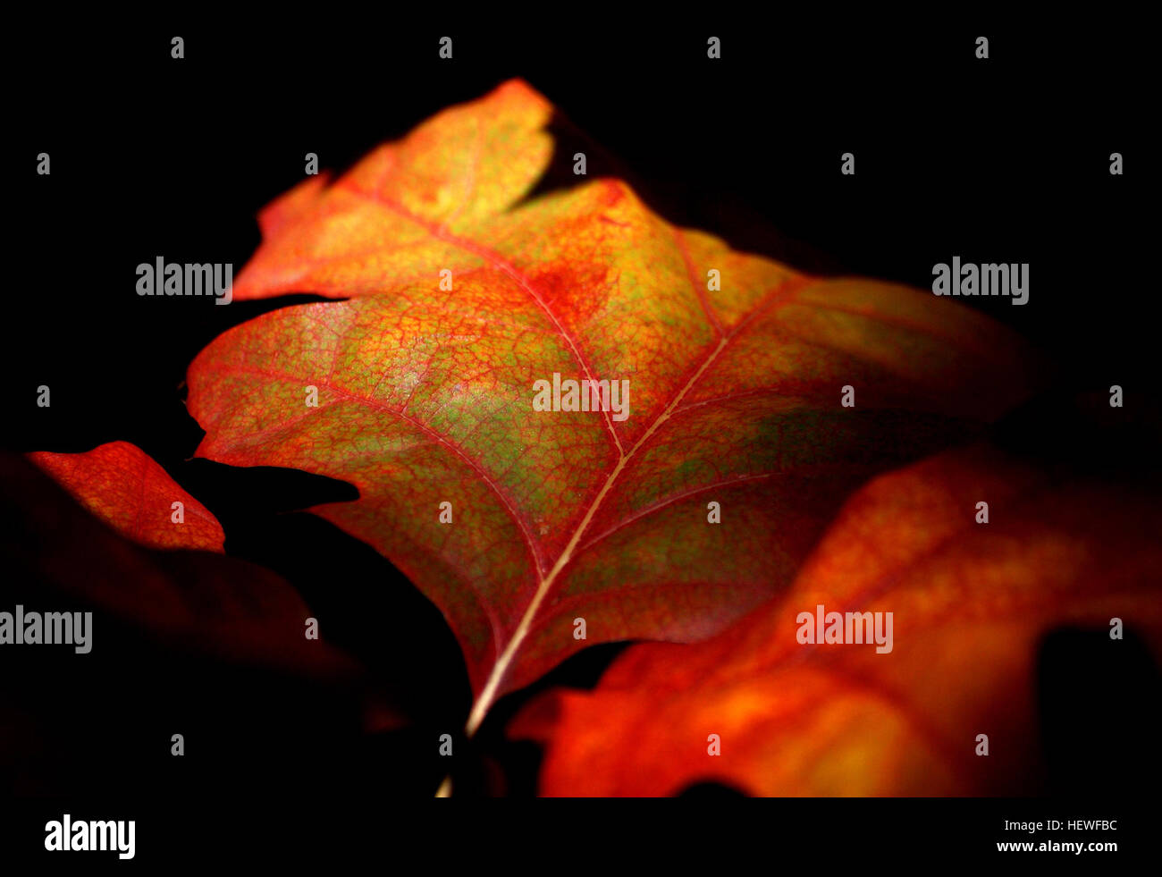 A photograph capturing the vibrant autumn leaves during fall. The rich ...