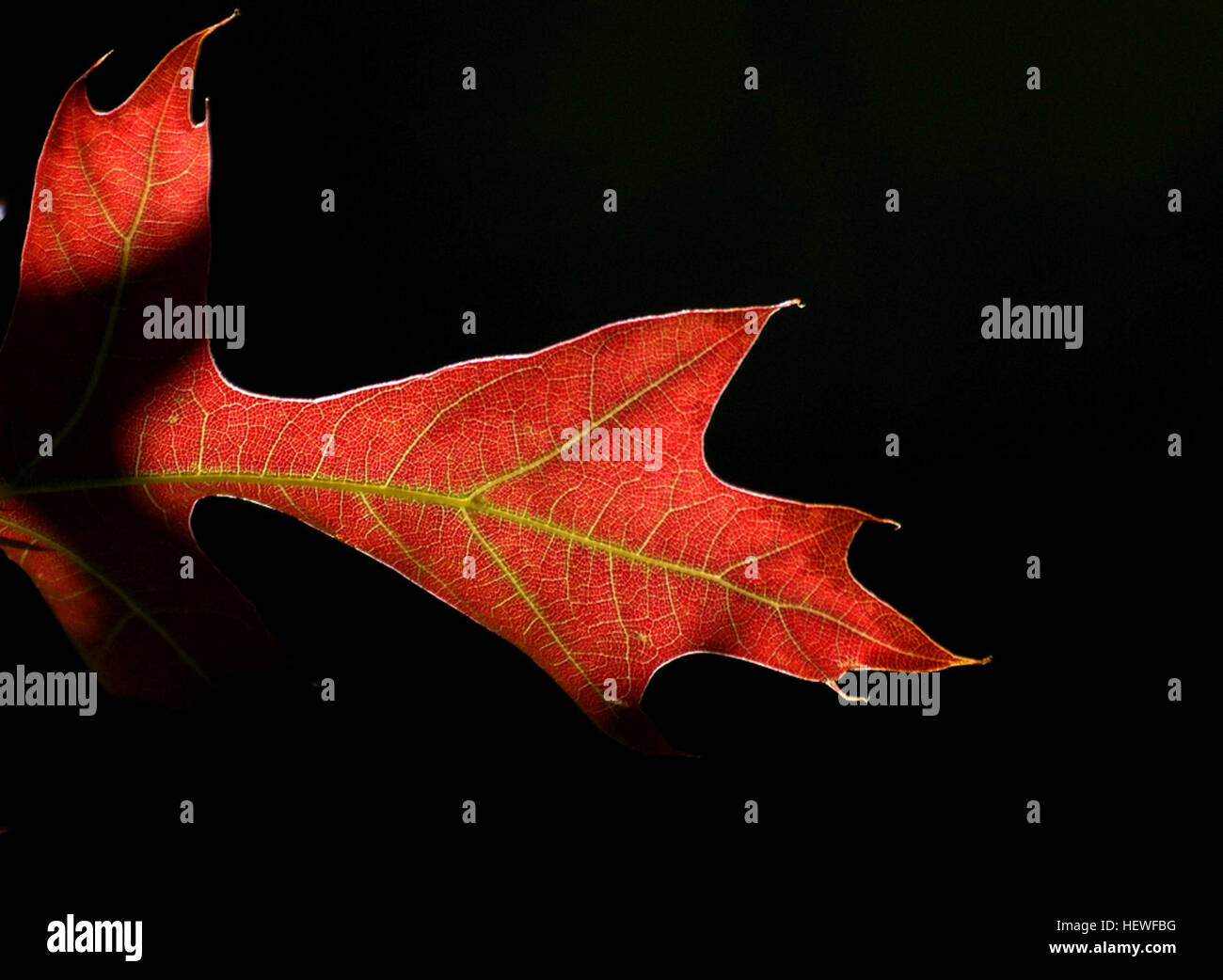 Autumn leaf color transformation occurs in deciduous trees and shrubs ...