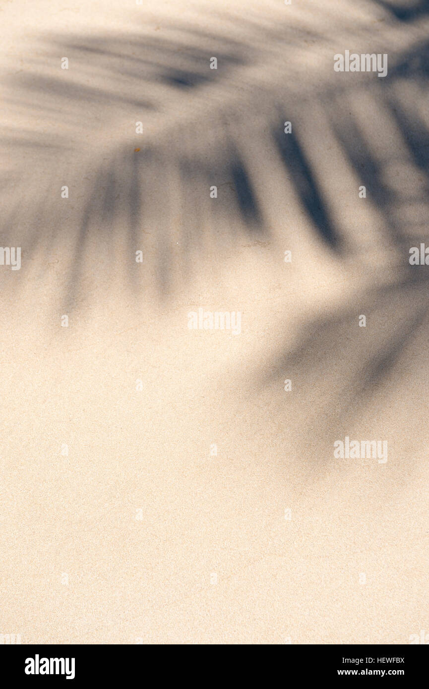 Abstract palm frond shadows on smooth sand background Stock Photo - Alamy