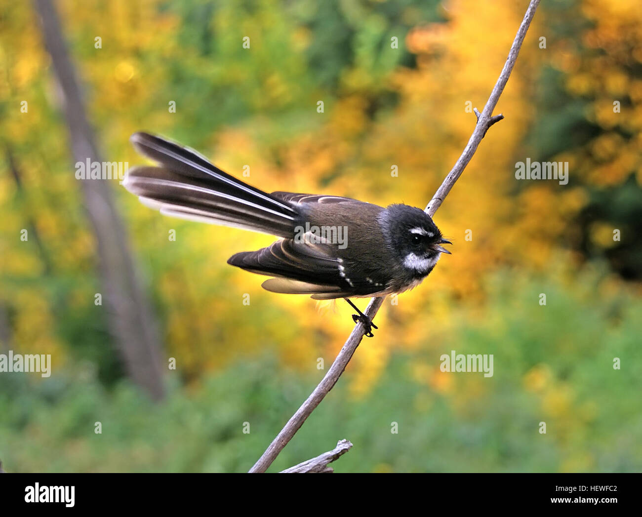 New zealand fantail rhipidura fuliginosa hi-res stock photography and ...