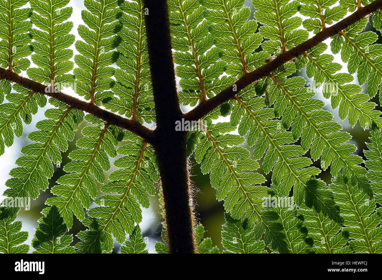 Fern foliage showcases hi-res stock photography and images - Alamy