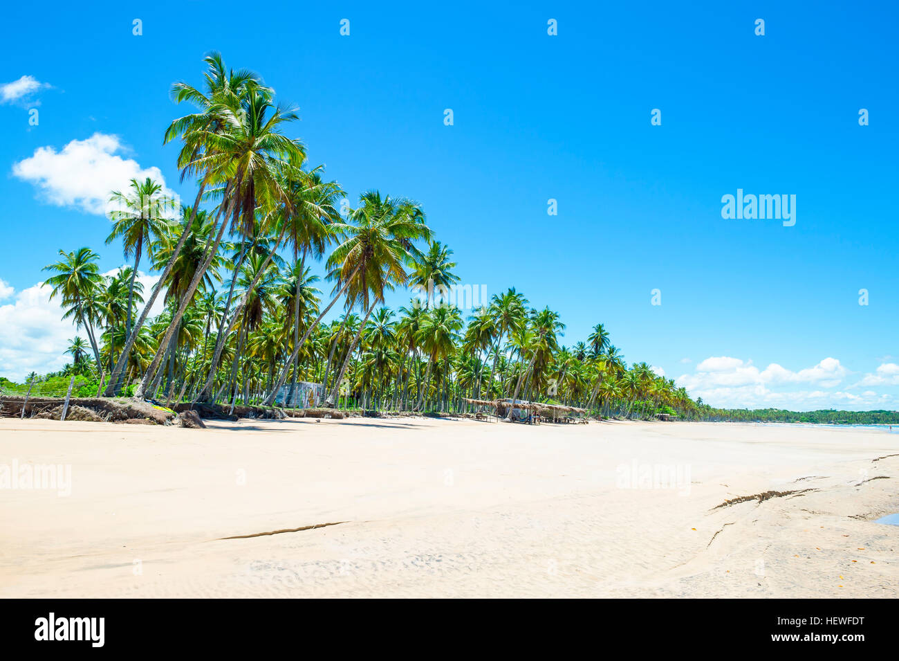 Palm trees line the shore of a remote Brazilian beach on the Coconut ...