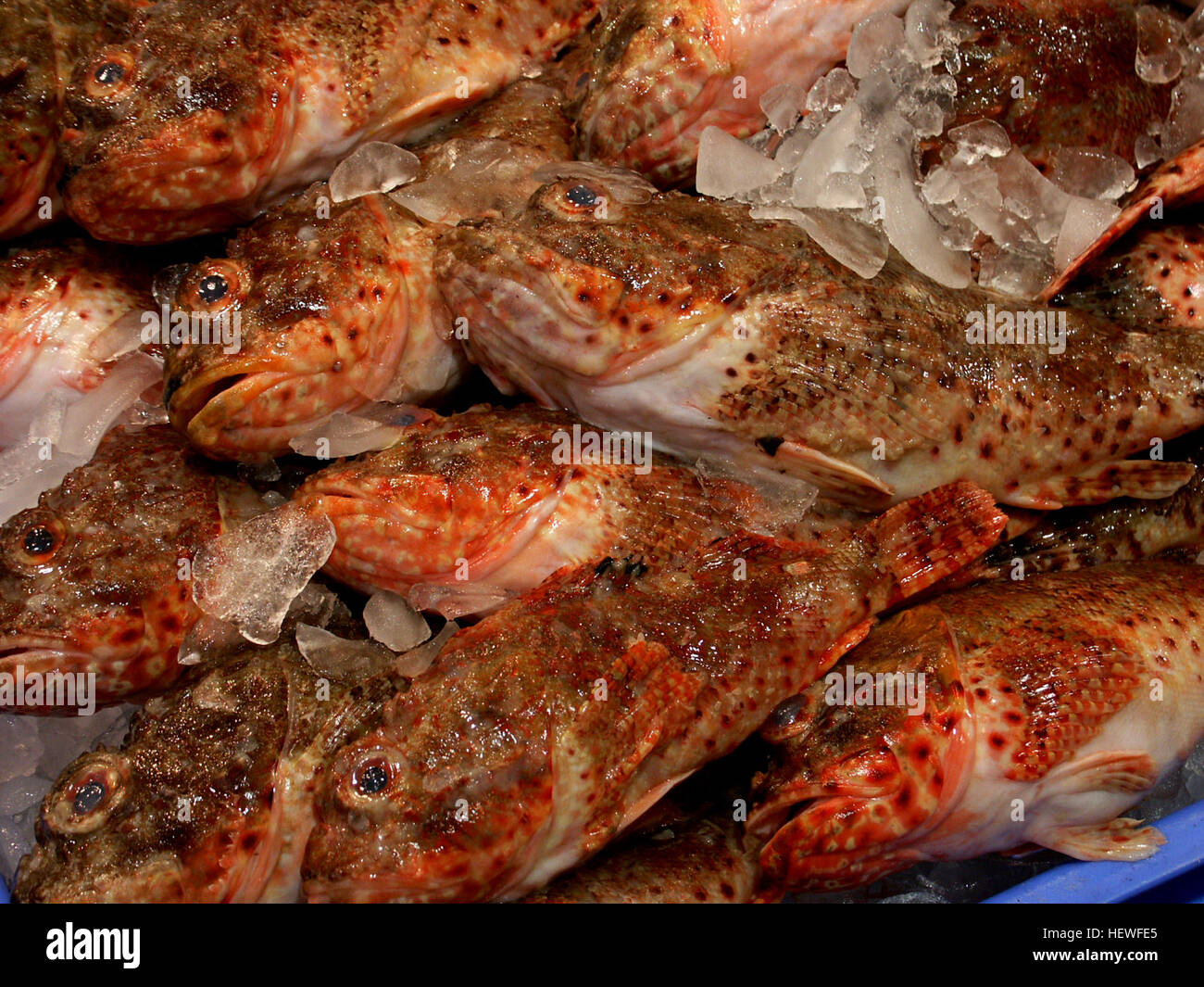 Pacific rockfish hi-res stock photography and images - Alamy