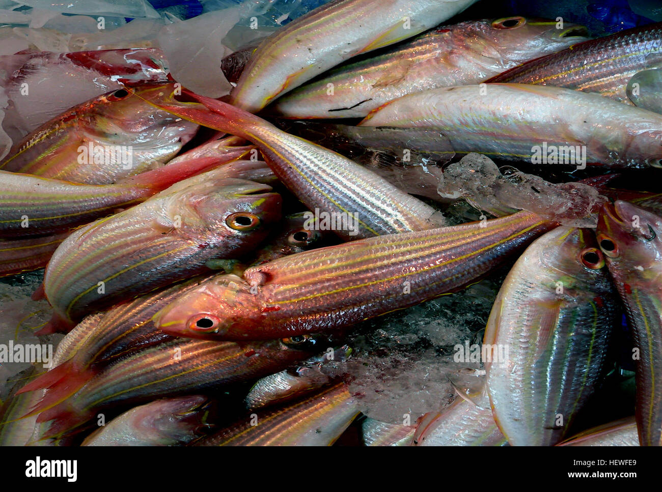 A fish market is a place where fish products are sold, ranging from ...