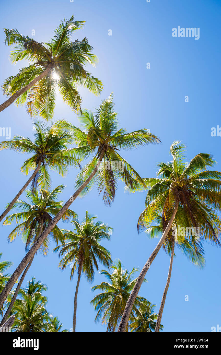 Palm trees line the shore of a remote Brazilian beach on the Coconut ...