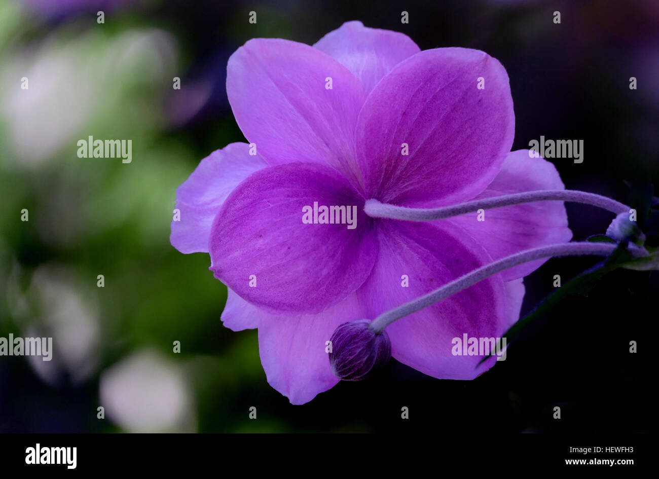 Hybrid Anemone (Anemone x hybrida), a spring-flowering perennial ...