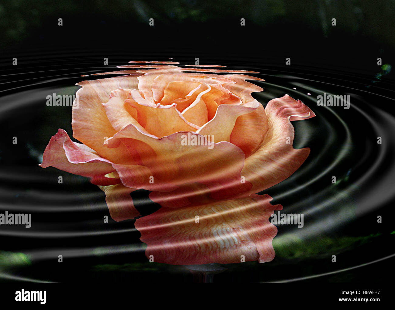 The rose flower with water ripples in the background creates a serene ...