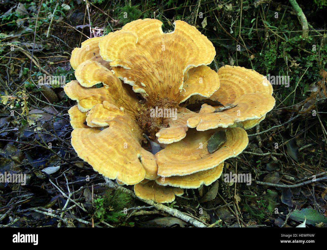 This image shows short-lived polypores, a type of fungi, growing at the ...